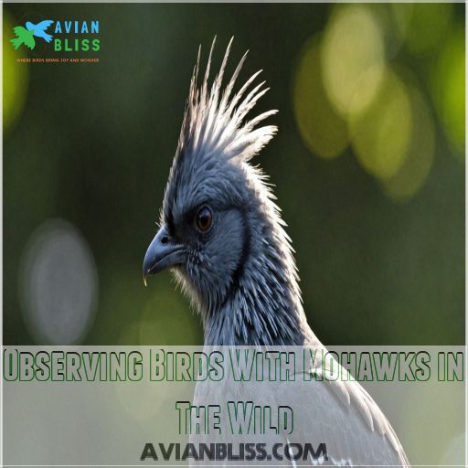 Birds With Mohawks: 10 Bold Species With Unique Hairstyles