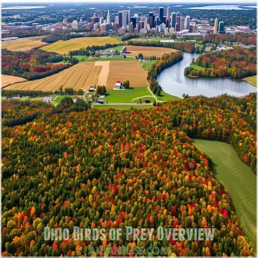 Ohio Birds of Prey: 25+ Amazing Raptors You Can Spot Today (2024 Guide)