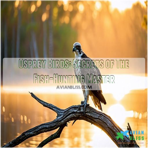 Osprey Birds: Secrets of The Fish-Hunting Master