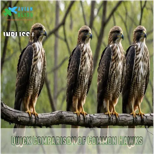 Hawks in Texas: Stunning Species & How to Spot Them