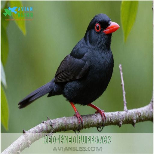 Black Birds With Red Eyes: Global Wonders & Conservation Facts