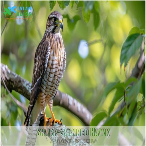 Ohio Birds of Prey: 25+ Amazing Raptors You Can Spot Today (2024 Guide)