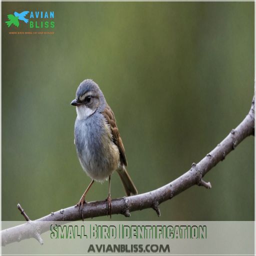 Common Bird Species Identification: a Handy Guide for All Birders