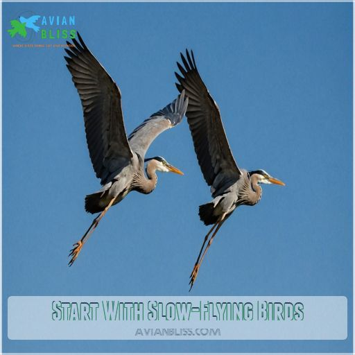 How to Photograph Birds in Flight: Pro Tips for Stunning Action Shots