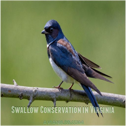Swallows in Virginia: Top Species & Habitats to Know