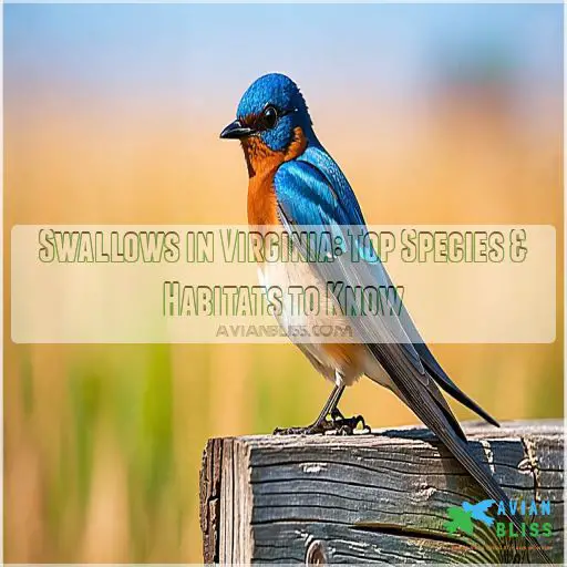 Swallows in Virginia: Top Species & Habitats to Know