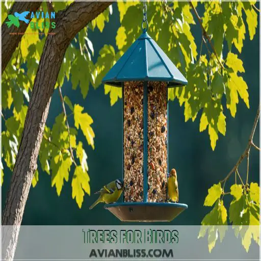 Creating a Bird Friendly Habitat in Your Garden: Easy Tips