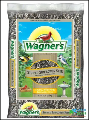 Bird Seed Types: 8 Must-Have Options That Wild Birds Can't Resist!