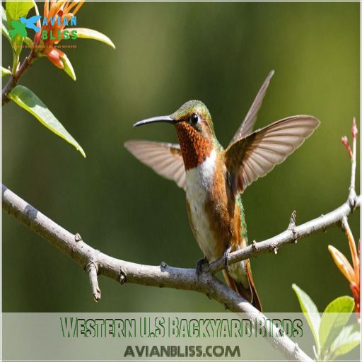 Common Bird Species Identification: a Handy Guide for All Birders