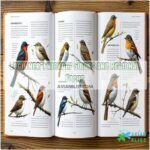 Best Bird Identification Books for Beginners: Top 3 Must-Have Guides