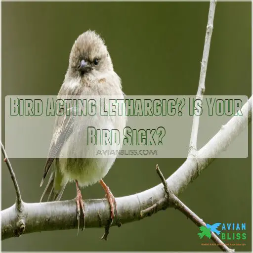 Bird Acting Lethargic? Is Your Bird Sick?