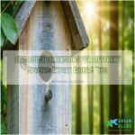 Bird House Dimensions for Different Species: Expert Guide & Tips
