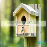 Bird House Dimensions for Different Species: Expert Guide & Tips