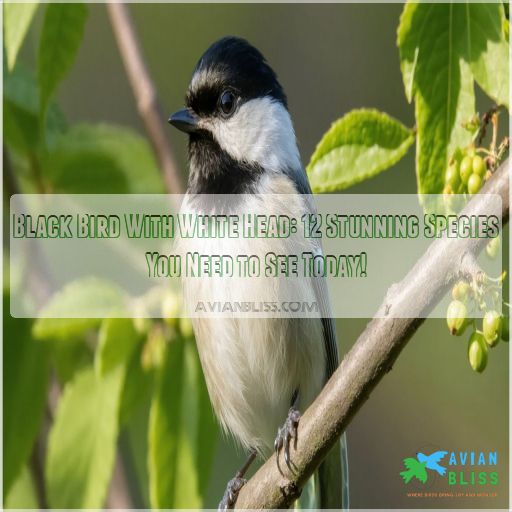 Black Bird With White Head: 12 Stunning Species You Need to See Today!