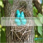 Blue Jay Eggs: Size, Color & Secrets of Nesting Revealed!