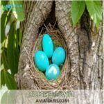 Blue Jay Eggs: Size, Color & Secrets of Nesting Revealed!