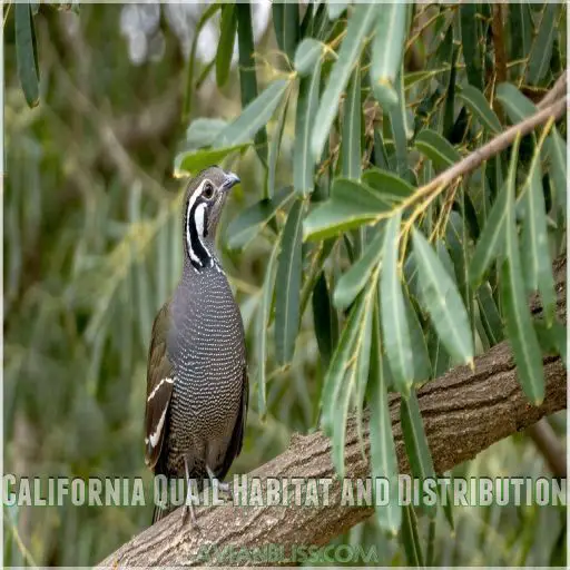 The Captivating California Quail: Official State Bird Revealed