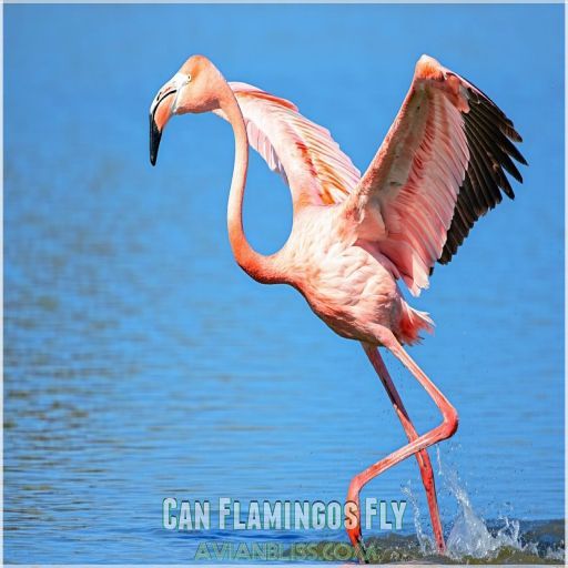 Do Flamingo Fly? The Shocking Truth About These Pink Birds' Aerial Powers