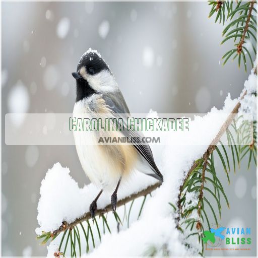 Grey and White Birds: 15 Beautiful Species You Need to See! (2024 Guide)