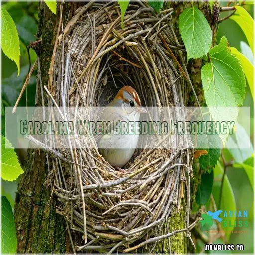 Do Carolina Wrens Reuse Their Nests? The Truth About These Crafty Birds!