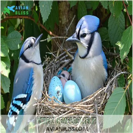 Blue Jay Eggs: Size, Color & Secrets of Nesting Revealed!