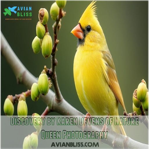 Are There Yellow Cardinals? The 1-in-a-Million Bird Miracle!