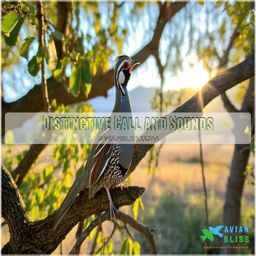 The Captivating California Quail: Official State Bird Revealed