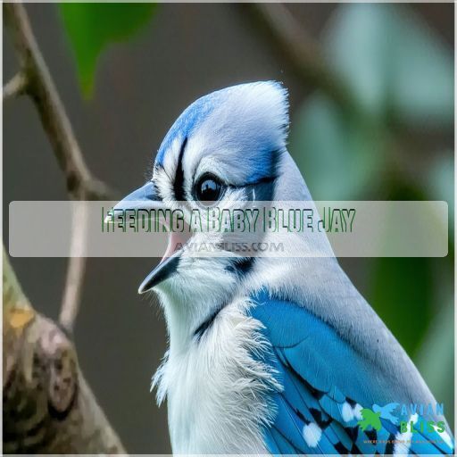 Baby Blue Jay Rescue Guide: What You Must Know Before Helping (65 Chars)