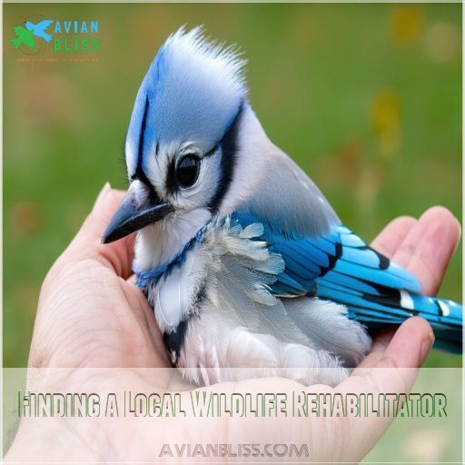 Baby Blue Jay Rescue Guide: What You Must Know Before Helping (65 Chars)