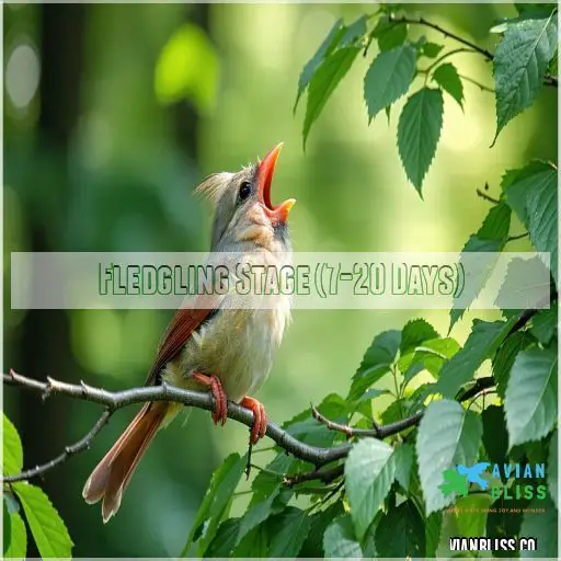 What Do Baby Cardinals Eat? A Complete Feeding Guide for New Parents (2024)