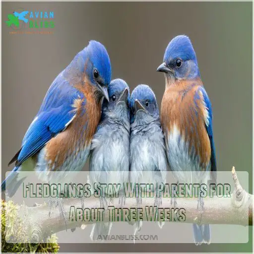 Bluebird Parental Care: Hatchlings to Fledglings Secrets Revealed