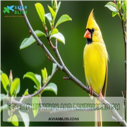 Are There Yellow Cardinals? The 1-in-a-Million Bird Miracle!