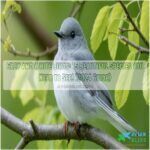 Grey and White Birds: 15 Beautiful Species You Need to See! (2024 Guide)