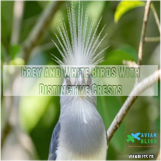 Grey and White Birds: 15 Beautiful Species You Need to See! (2024 Guide)