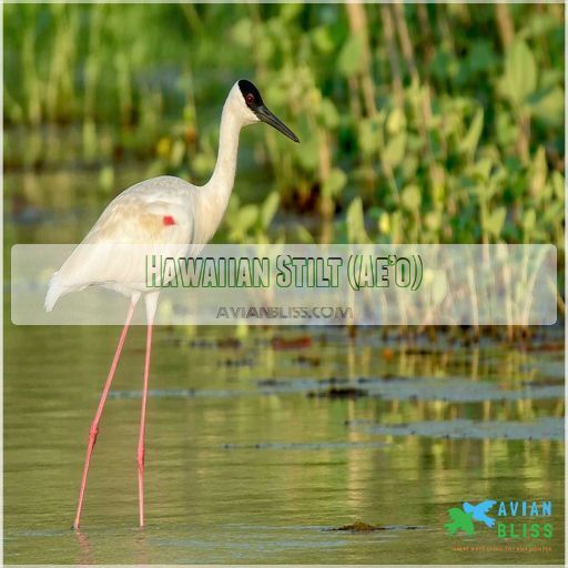 Birds of Hawaii: Explore Native and Exotic Species (2024 Guide)