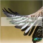 Hawks With Striped Tails: 10 Must-Know Bird ID Tips!