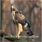 Hawks With Striped Tails: 10 Must-Know Bird ID Tips!