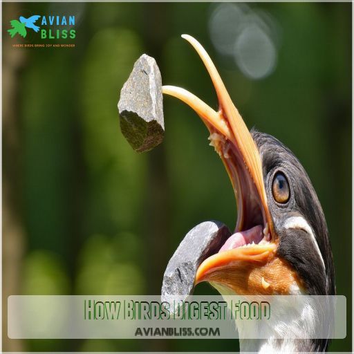 Why Do Birds Eat Rocks? The Secrets Behind Their Diet