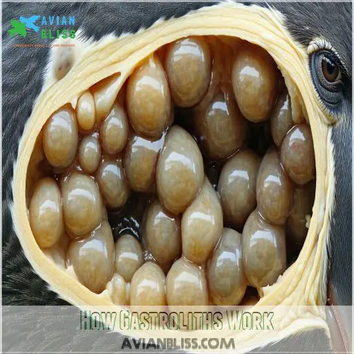 Why Do Birds Eat Rocks? The Secrets Behind Their Diet