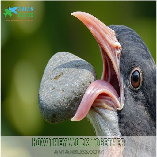 Why Do Birds Eat Rocks? The Secrets Behind Their Diet