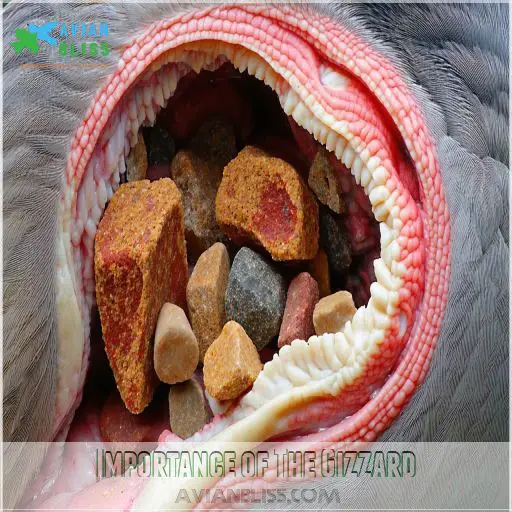 Why Do Birds Eat Rocks? The Secrets Behind Their Diet