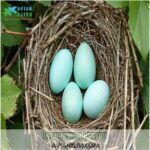 Blue Jay Eggs: Size, Color & Secrets of Nesting Revealed!