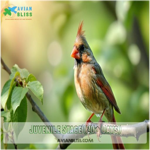 What Do Baby Cardinals Eat? A Complete Feeding Guide for New Parents (2024)