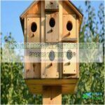 Large Bird House Plans: Attract Multiple Species to Your Yard