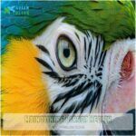 Parrot Health Issues: 12 Warning Signs Every Bird Owner Must Know