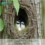 Chickadee Nests: Facts, Habits, and Tips for Attracting Them