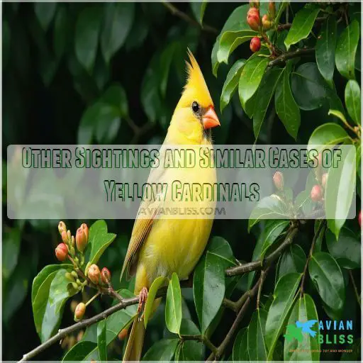 Are There Yellow Cardinals? The 1-in-a-Million Bird Miracle!