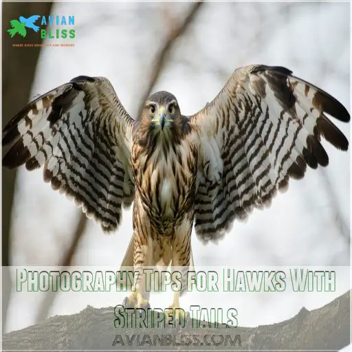 Hawks With Striped Tails: 10 Must-Know Bird ID Tips!