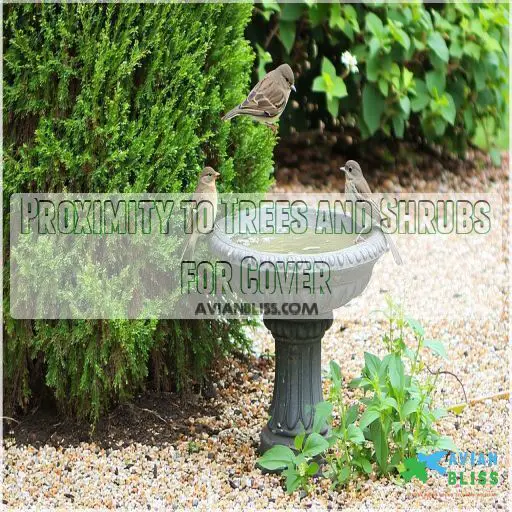 Ground Bird Bath Shallow Tips for Attracting Birds and Keeping Them Safe