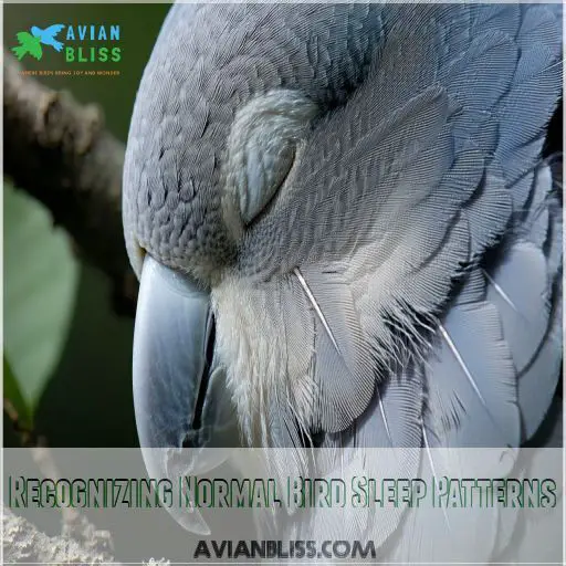 Bird Sleeping More Than Usual? 7 Red Flags You Can't Ignore